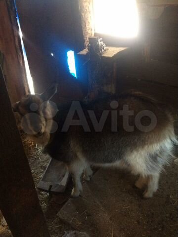 Домашние животные