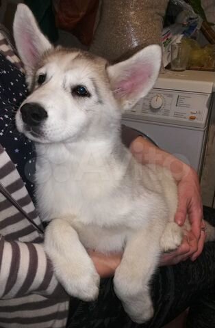 Щенки Аляскинского Маламута