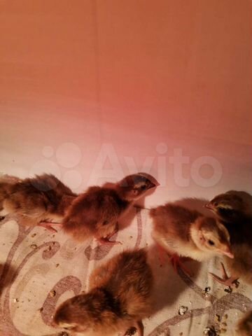 Перепела Селадон