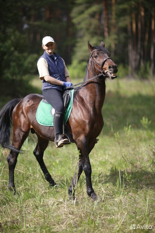 Жеребец и Мерин