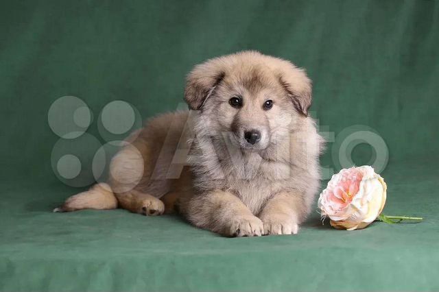 Красивый щенок Линда