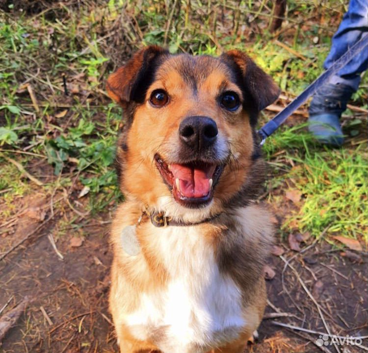 Филя ищет дом