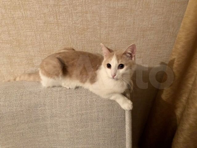 Котик 10 мес