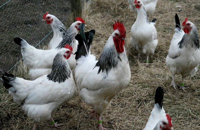 Цыплята суточные Адлерская,Кучинская,Плимутрок