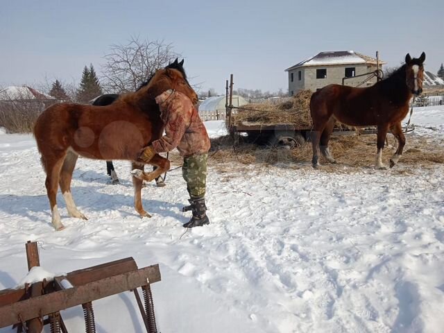 Кобыла 1 год