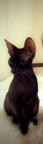 Канадский сфинкс