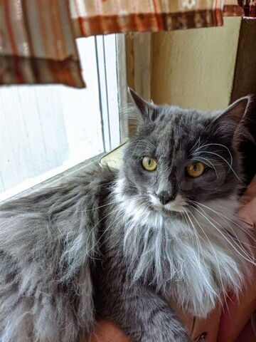 Отдадим кота и кошку