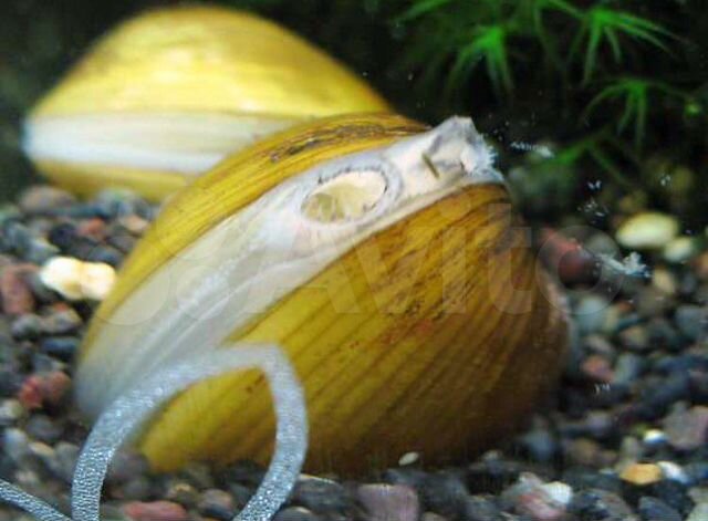 Корбикула Яванская (Шаровка)