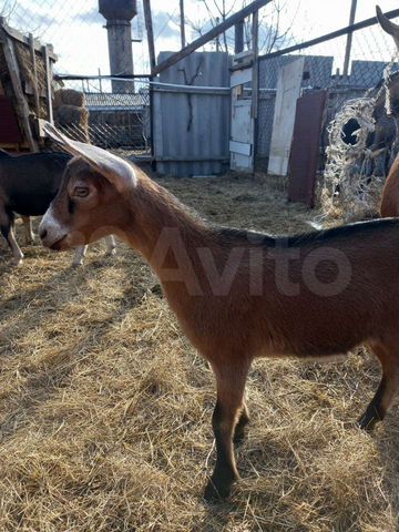 Альпийские козочки