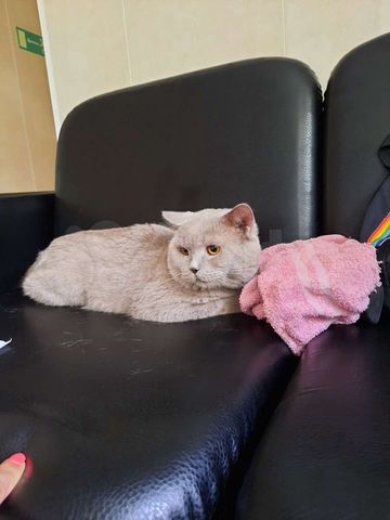 Лиловый красавчик приглашает на вязку