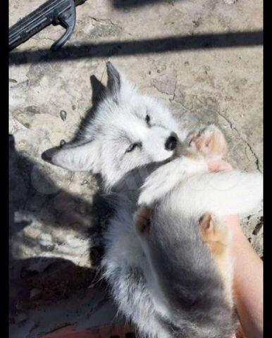Щенки пушных