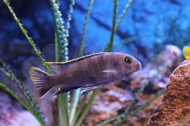 Лабидохромис Мбамба Бэй