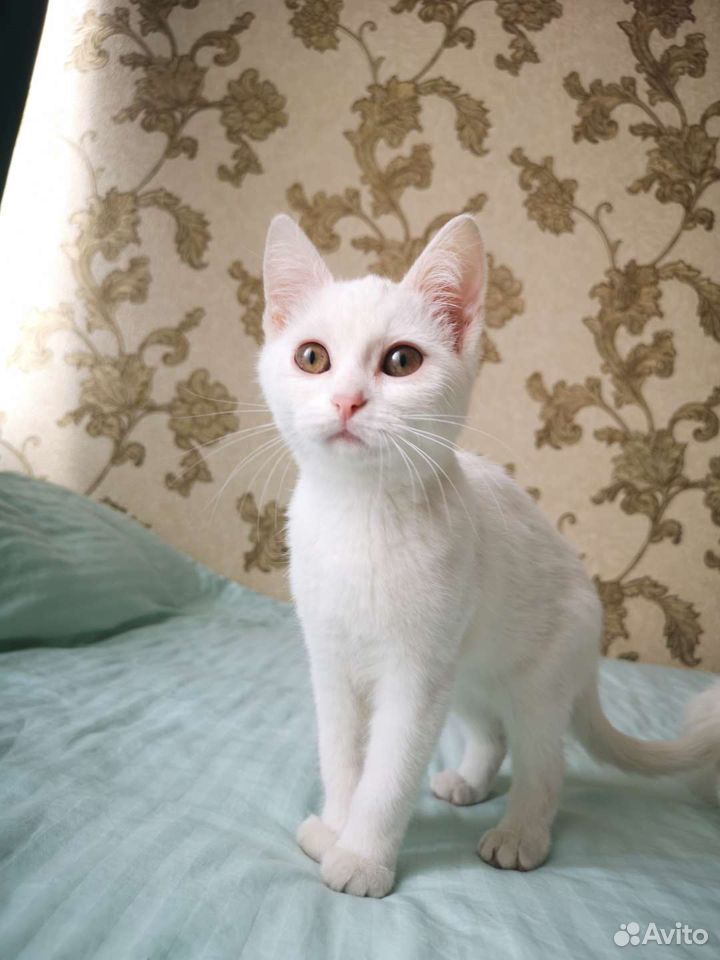 Белые котята