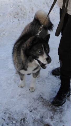 Собака