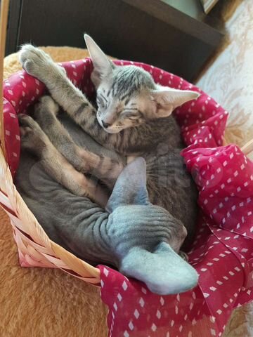 Сфинкс Петерболд котята