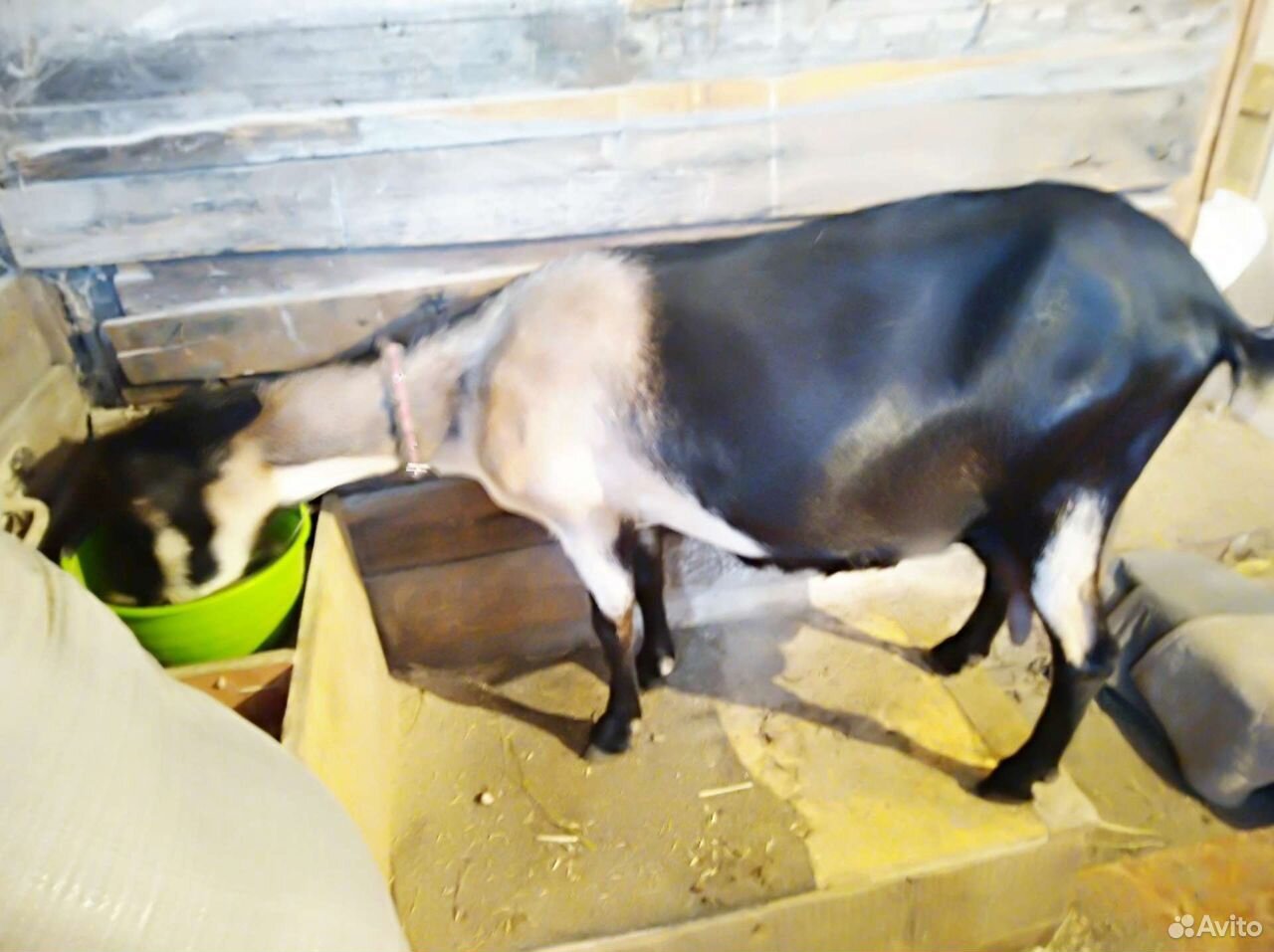 Козы, козлы