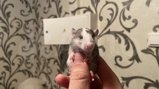 Декоративная крыса, крысята