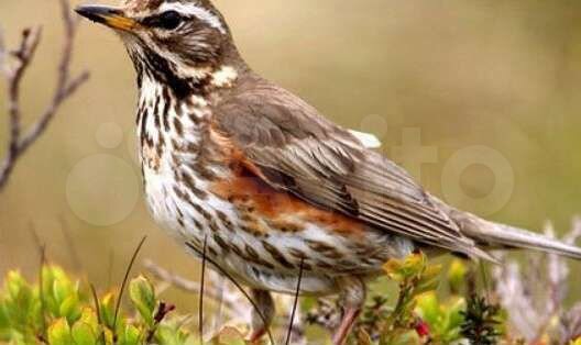 Дрозд белобровик