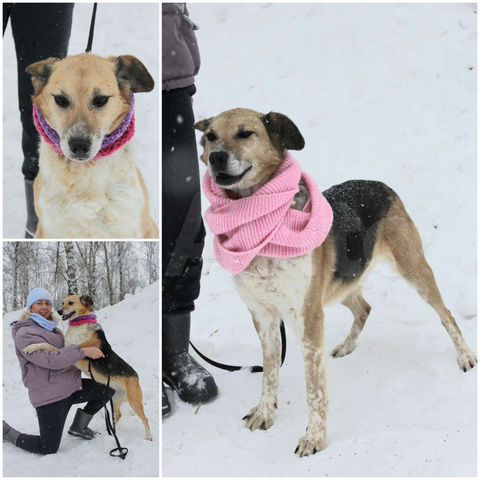 Собака Миия ищет дом