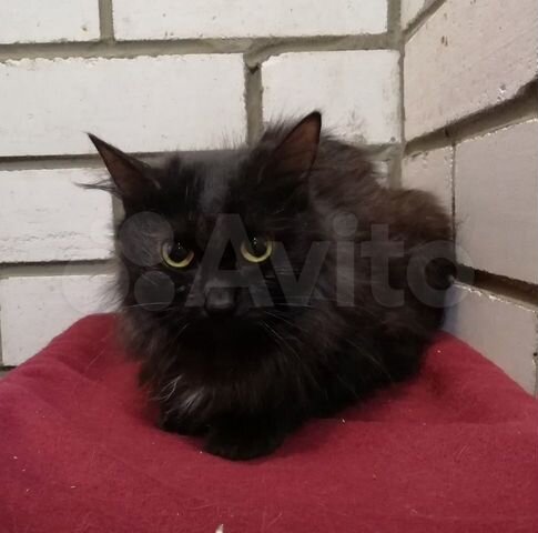 Милая Тутси