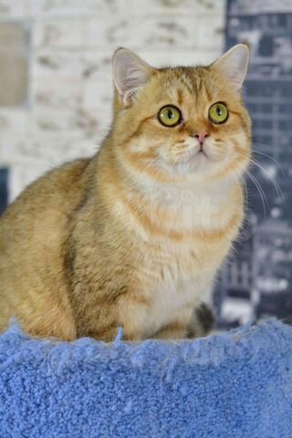 Британский кот 11 мес