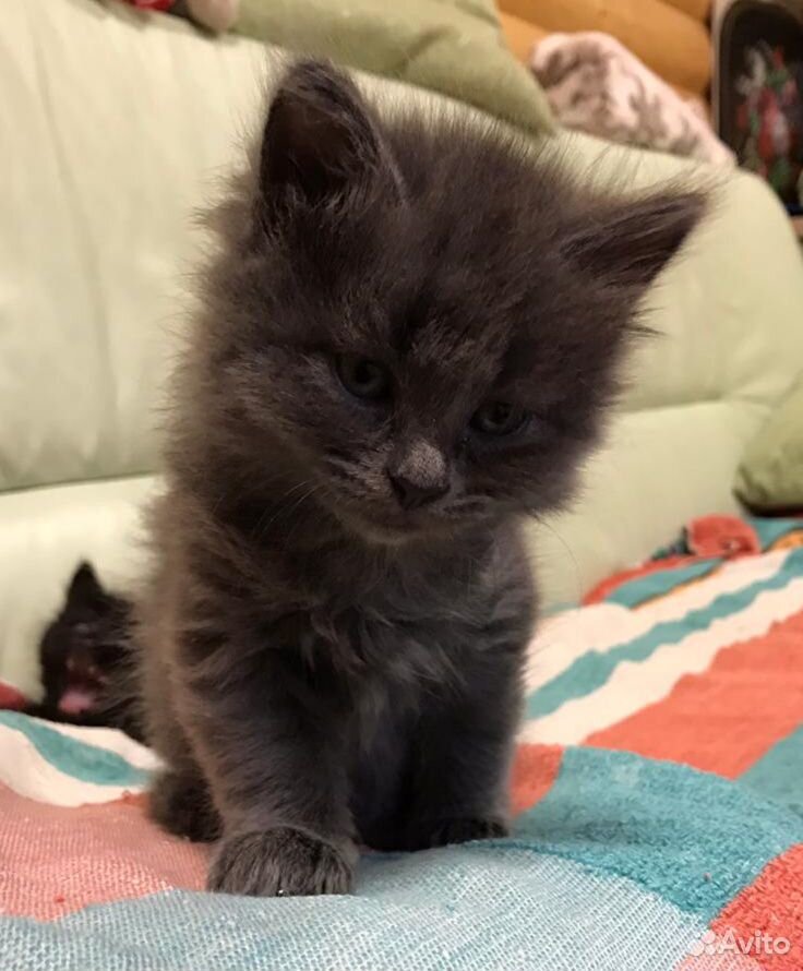 Котенок нибелунг