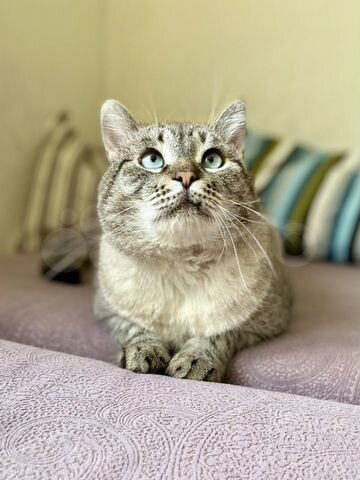 Кот в добрые руки