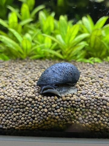 Улитка неретина шлем (каска)