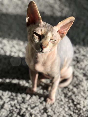 Канадский сфинкс вязка