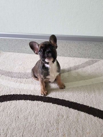 Французский бульдог