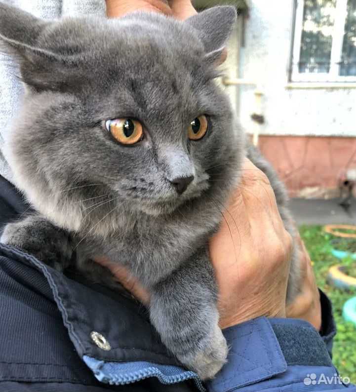 Кошка Британка 5 мес