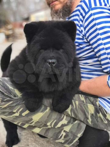 Чау-чау отдам