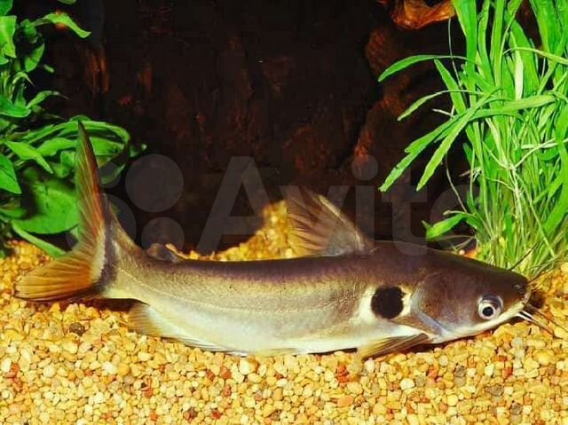 Сом Павлиний Глаз