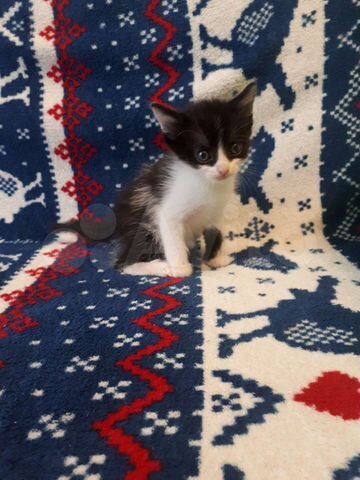 Отдам котенка, девочка