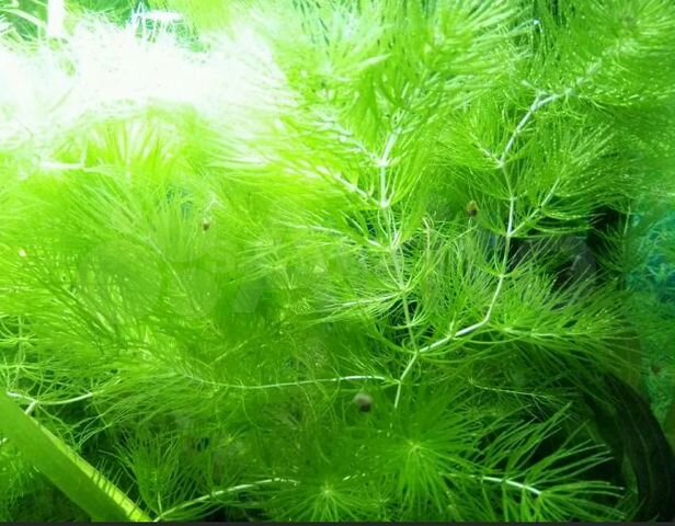 Рыбки Пецилия дисковая