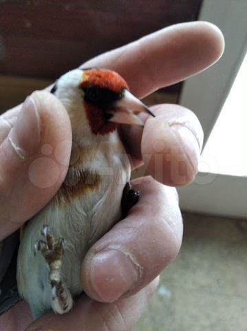 Певчие птицы