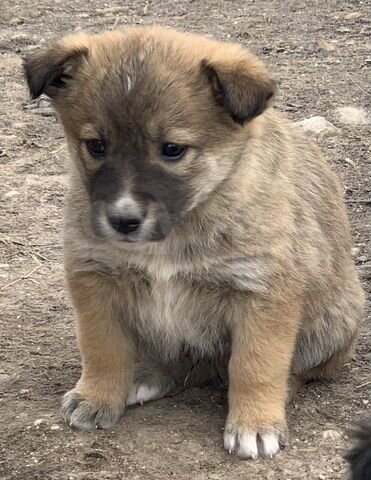 Лисичка. Щенки собаки