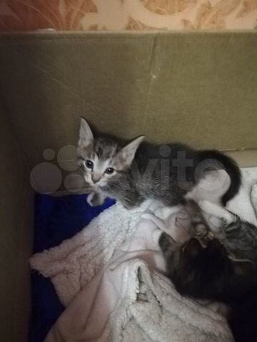 Кошка в дар