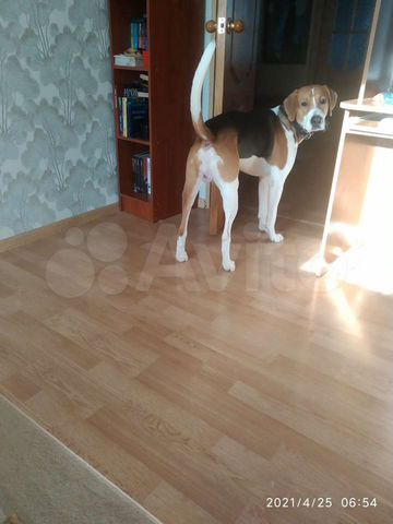 Собаки бесплатно в добрые руки