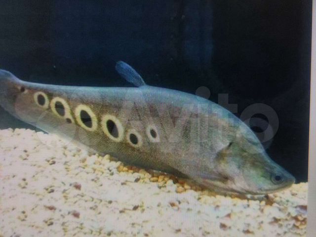 Продам рыбу аквариумную