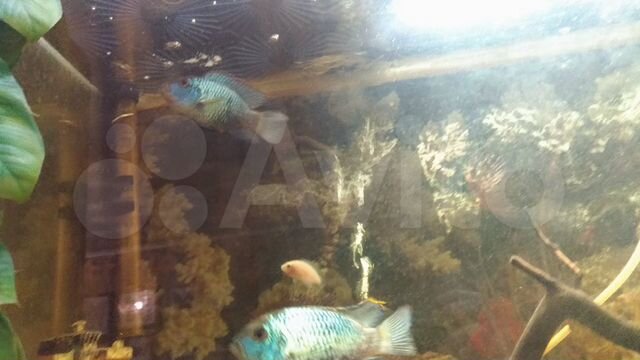 Мальки цихлид нанокар